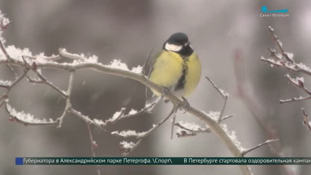 Почему не все кормушки для птиц одинаково полезны?