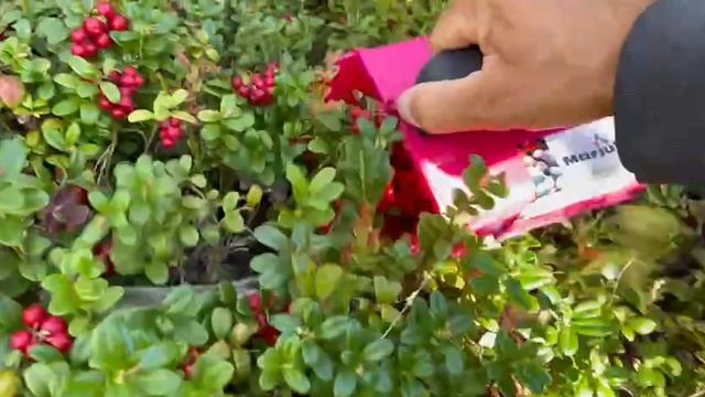 Брусника. Ягоды в Карелии. База отдыха Эдем