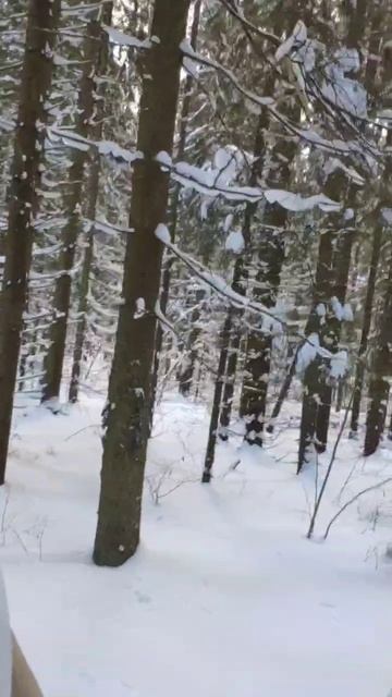 Катание на санях по лесной дороге