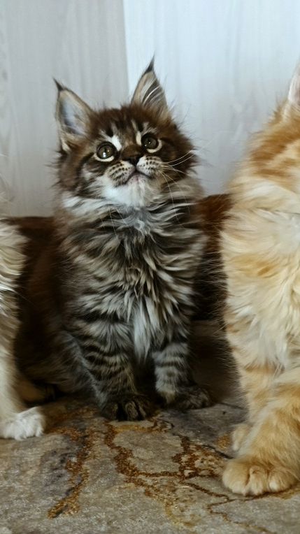 Котята Мейн кун 2 месяца