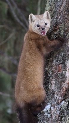 Мишаня идет с ночной охоты..!😆