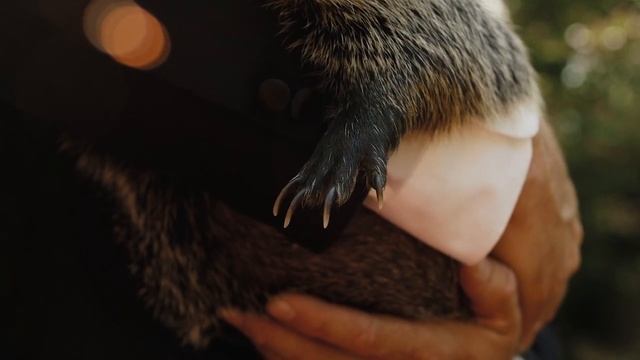 Punxsutawney Phil x Sam Adams Groundhog Day