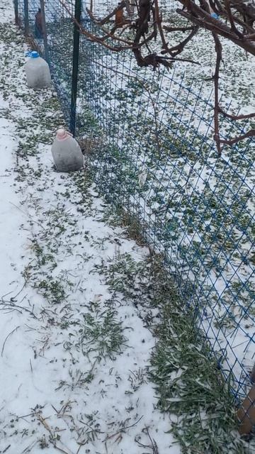 Снег № 9 под вопросов, а птички в своём репертуаре