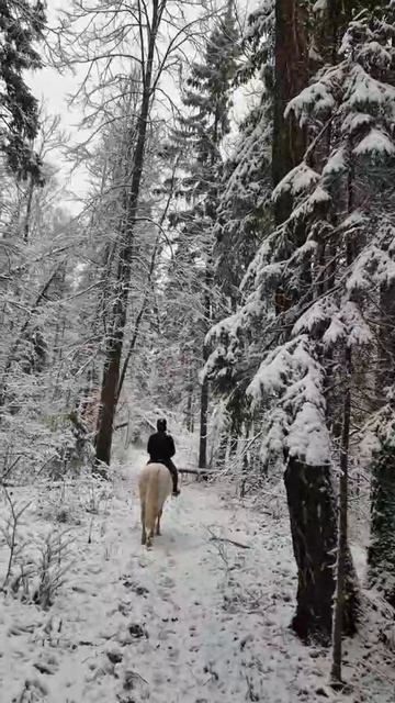 Прогулки верхом по зимнему лесу в Подмосковье
