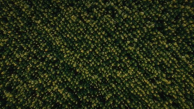 Гурьевск - Найди Свое Золото (бренд фильм)