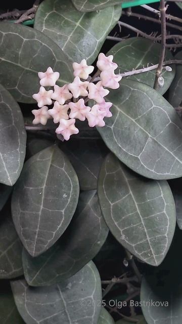 Hoya elliptica TL