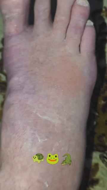 🐸хамелеон🐢