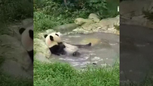 Панды тоже топчики