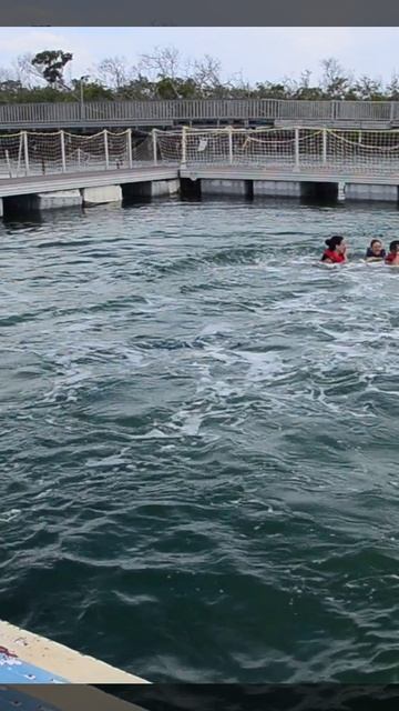 Трюки в дельфинарии