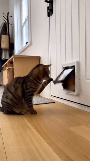 Синдром вахтера 🐱