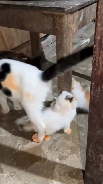 Котики в носочках