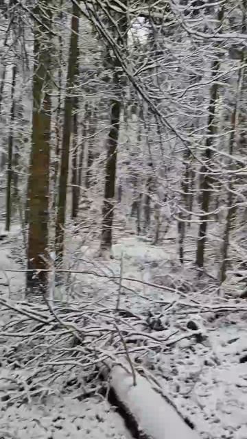 Прогулки верхом по зимнему лесу в Подмосковье