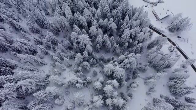 Глава 4. Усыновление / Радостные вести / Эллет Ваггонер