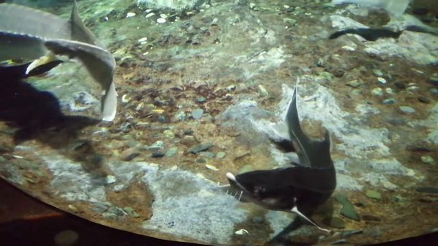 рыбки акула аквариум