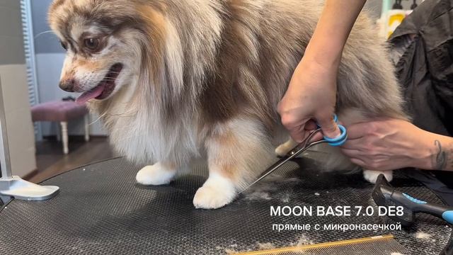 Елена Ривво: мастер-класс по стрижке прямыми ножницами с микронасечкой