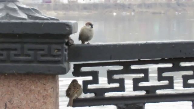2 воробья на Притомке(Кемерово)