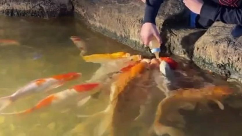 Рыбы пьют новым способом