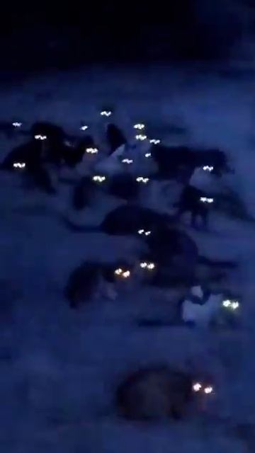 Сходка топчиков