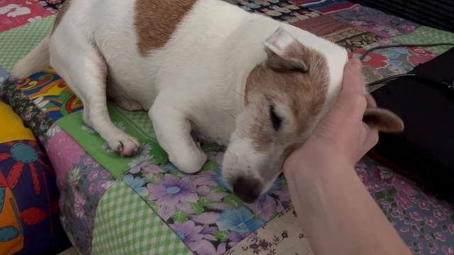 «Признание в любви» 😘🐶💘