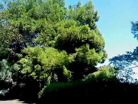 Крым. Партенит. Парк Айвазовского. Сентябрь 2015