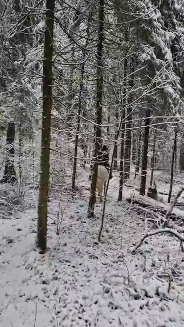 Прогулки верхом по зимнему лесу в Подмосковье