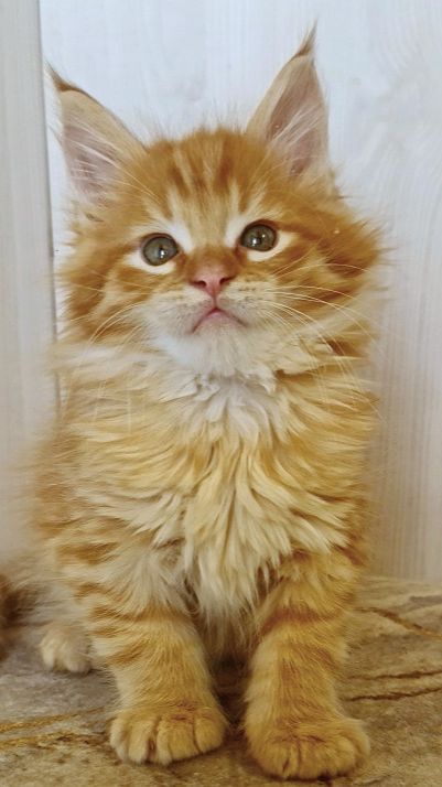 Котенок Мейн кун Зумер