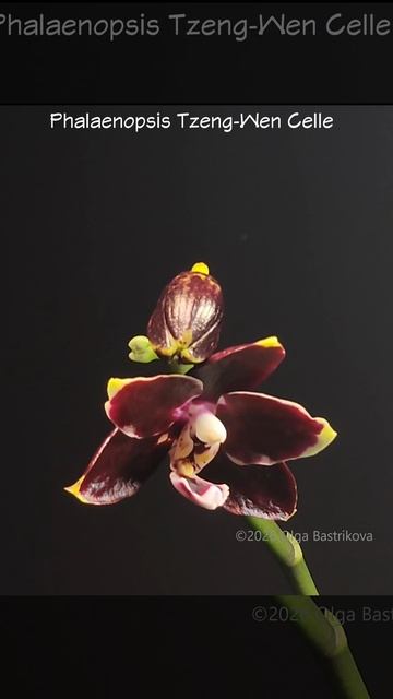 Phalaenopsis Tzeng-Wen Celle TL