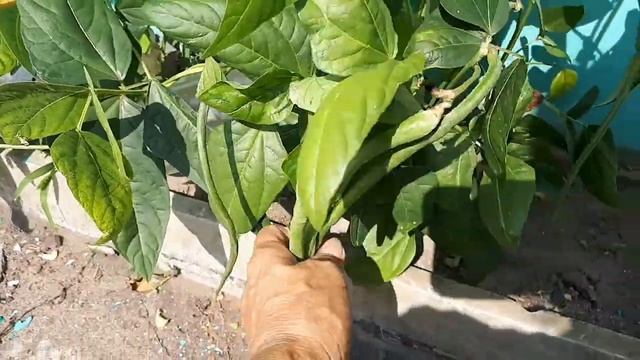 2184.   Вигна, что это?