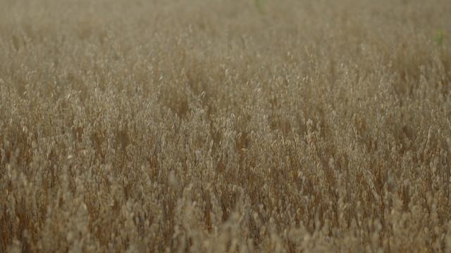 Гаврилов Посад съемка от студии DariProduction