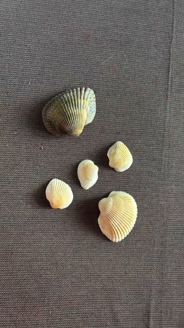 Ракушкина история