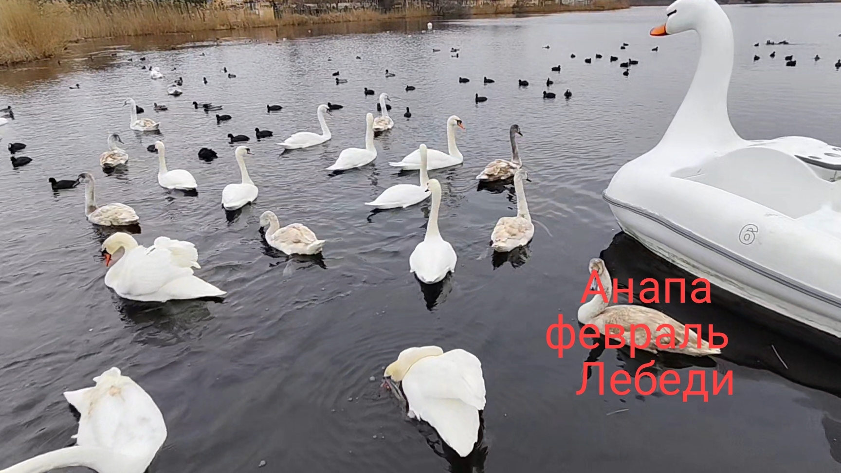 Лебединое озеро в Анапе в феврале! #анапаприрода #анапа2026