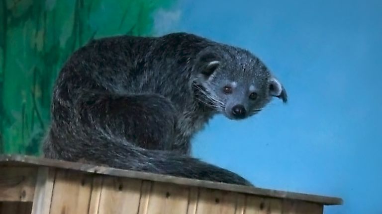 Малыши бинтуронгов перекусили и решили позаниматься на шведской стенке.