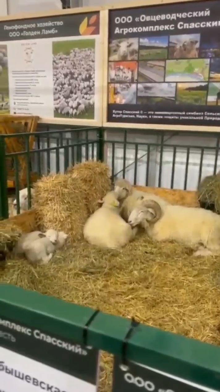 Российская агропромышленная выставка «Золотая осень – 2025»