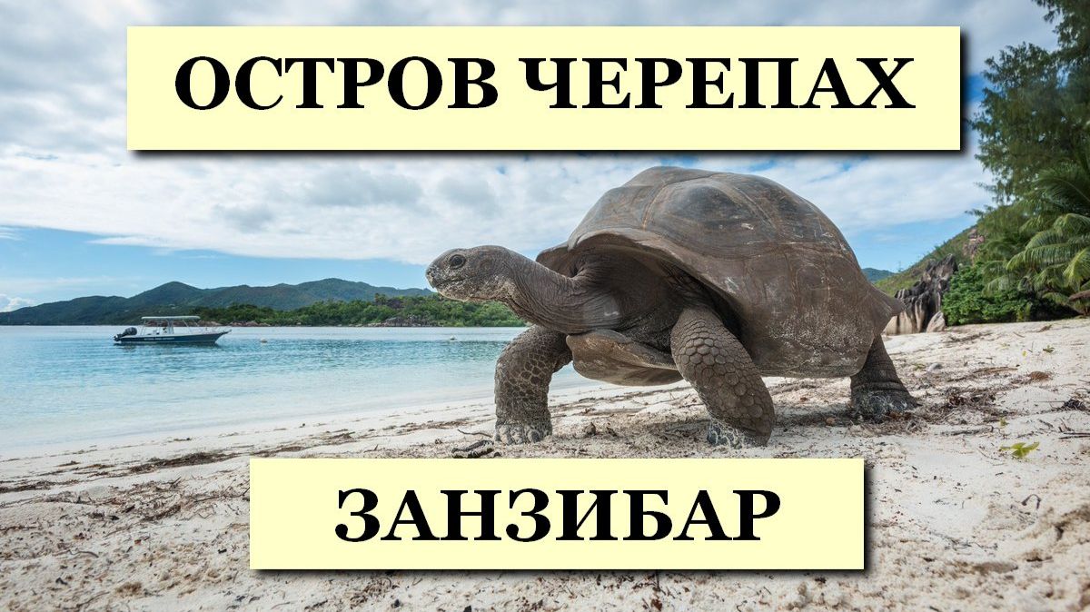 ОСТРОВ сейшельских ЧЕРЕПАХ (Призон) в Индийском океане. Занзибар.
