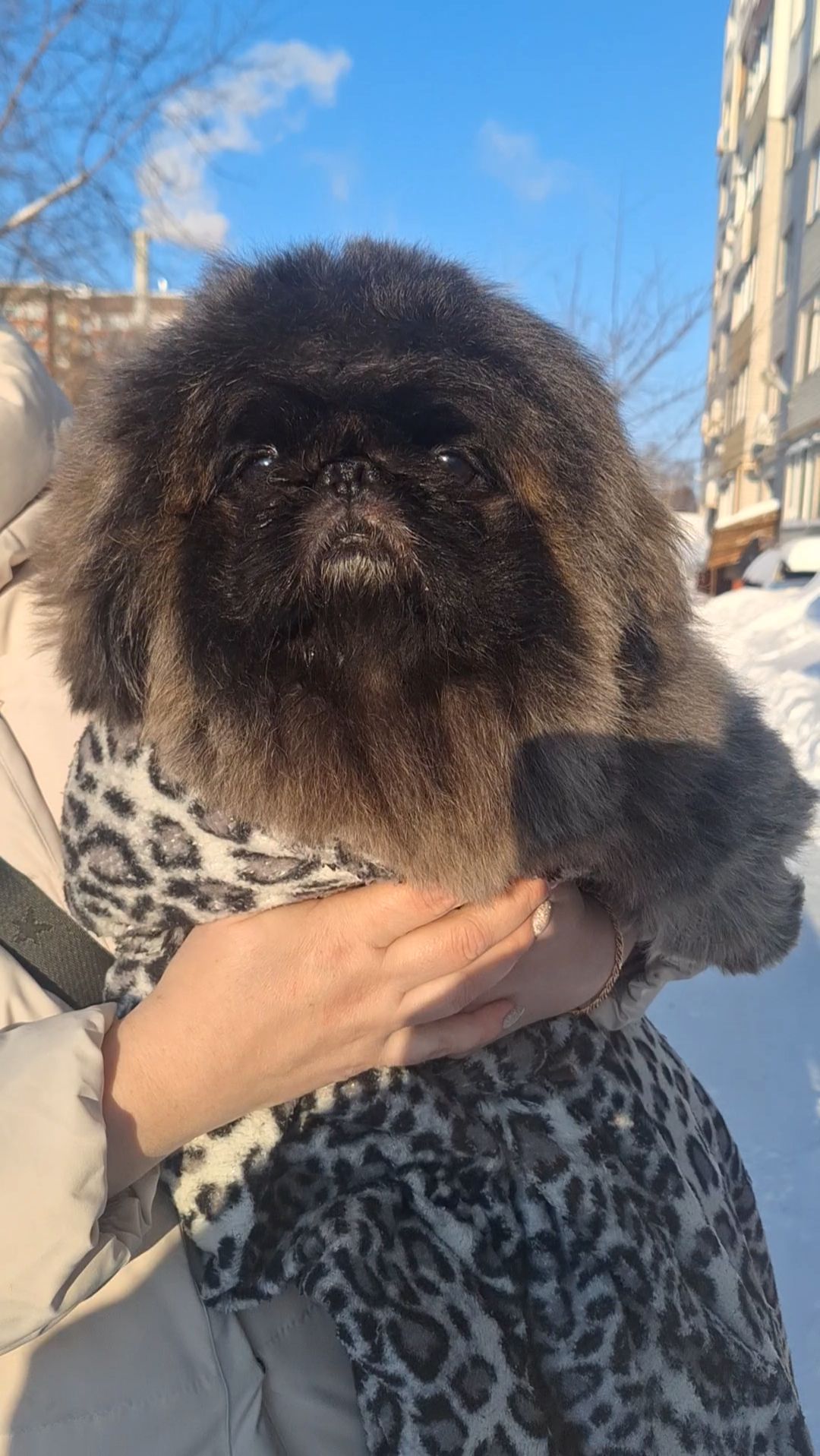 Пекинес Дендик стрижка