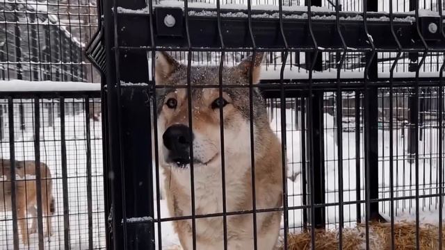 Фехтование, санаторий, зоопарк • Программа PO_SETY ЧелГУ, январь 2026