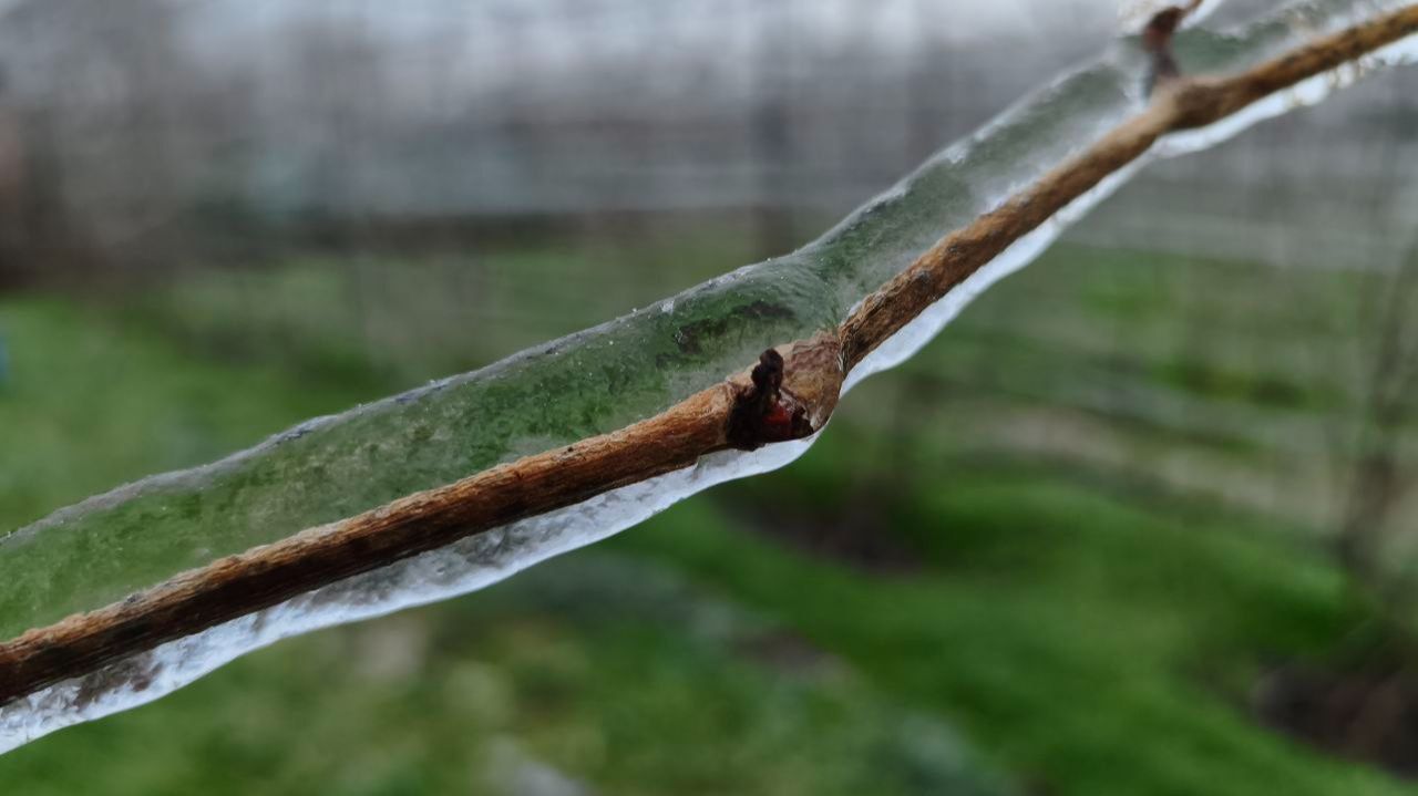 Ледяной дождь на винограде, что делать?
