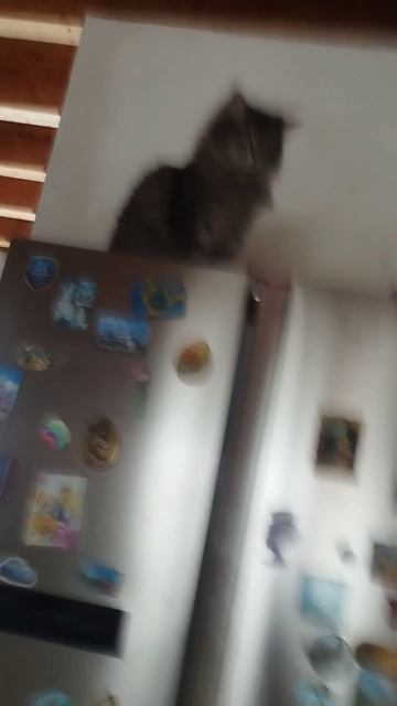 посадил минку на холодильник