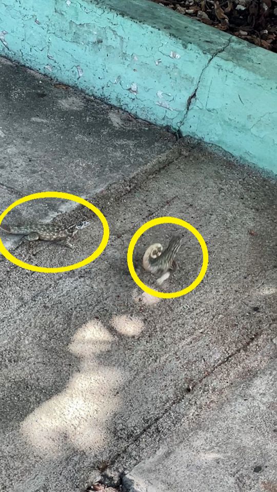 Игуаны на дискотеке