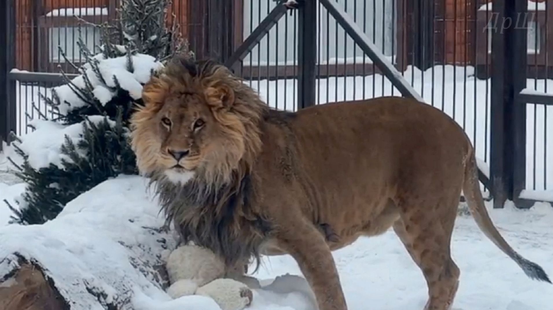 Стихи о Шерхане от Ольги.