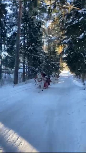 Катание на санях