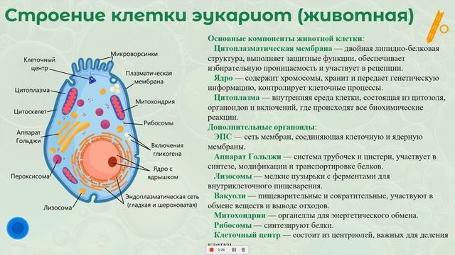 строение клетки