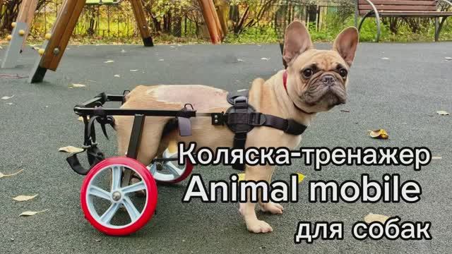 Коляска-тренажер для французского бульдога
