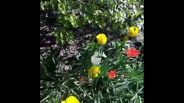 Обычные и пионовидные тюльпаны