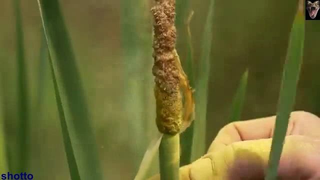 Болотный хлеб