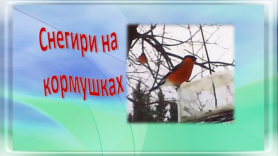 Снегири на кормушках