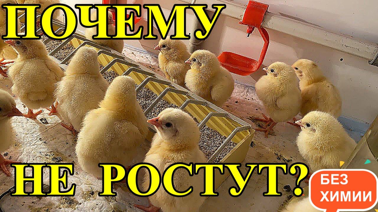 Я  ЗНАЮ ПОЧЕМУ НЕ РАСТУТ БРОЙЛЕРЫ НА ПОДСТИЛКЕ!