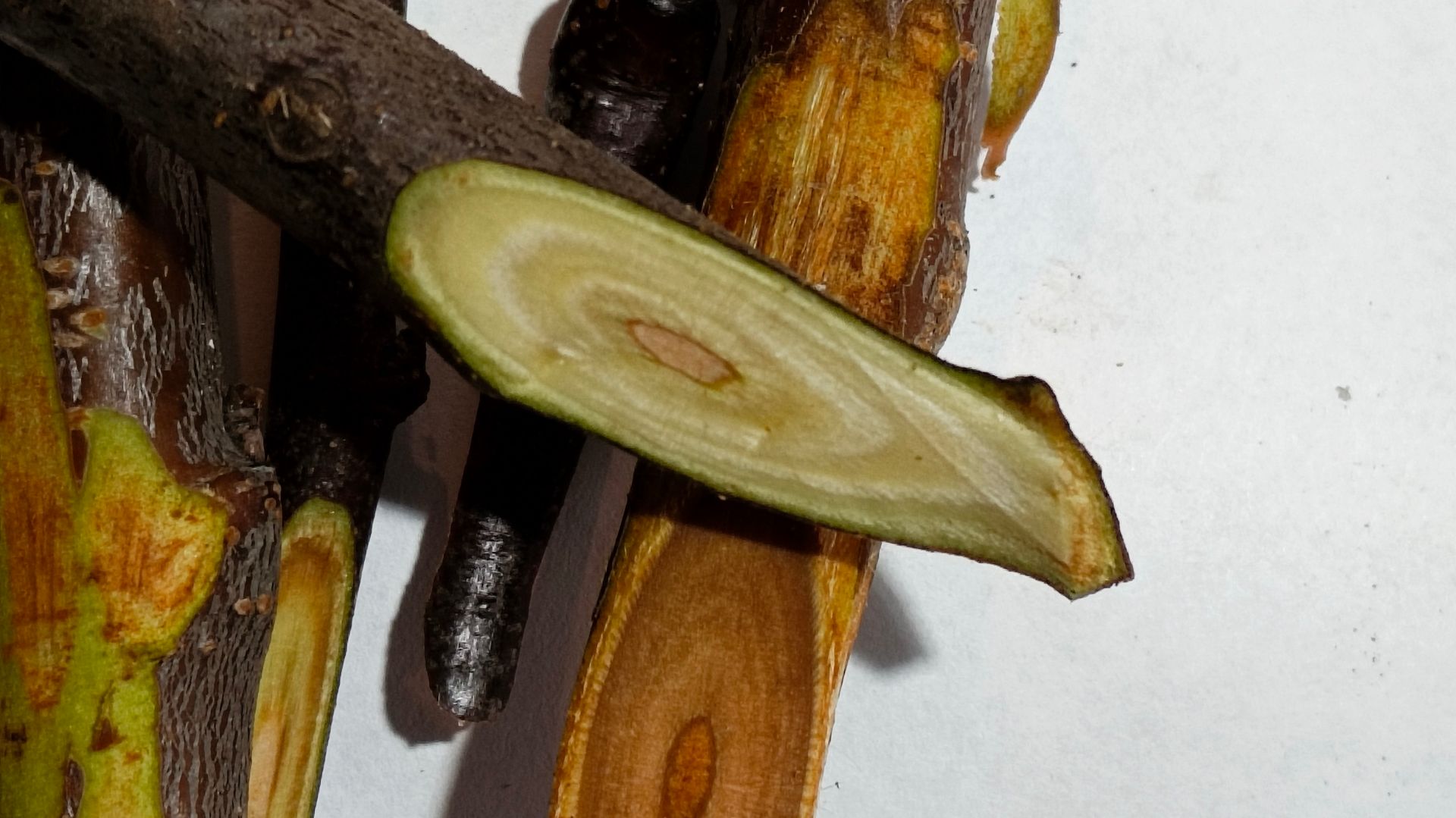 состояние на 2 февраля черешни и сливы. после январских морозов.