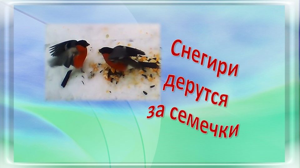 Снегири дерутся за семечки