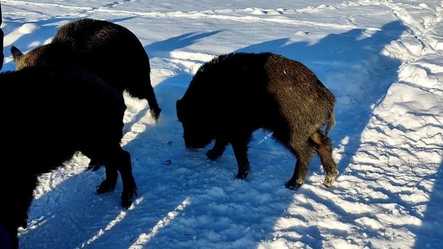 Кабаны в Куркиёки, Карелия